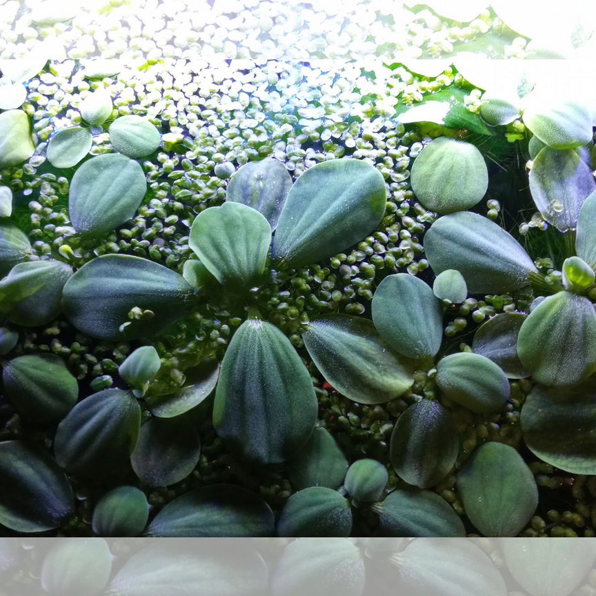 Ряска и пистия для аквариума