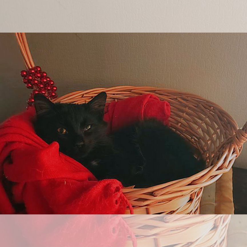 Котята в добрые руки бесплатно