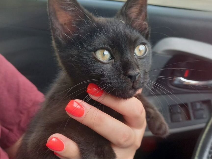 Котенок Ночка в дар