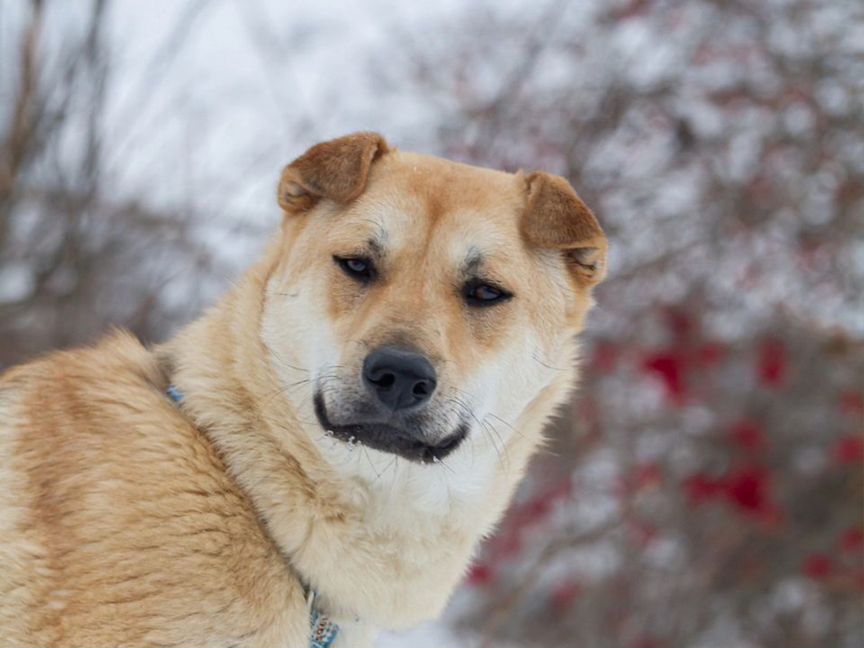 Умница и красавица ищет дом