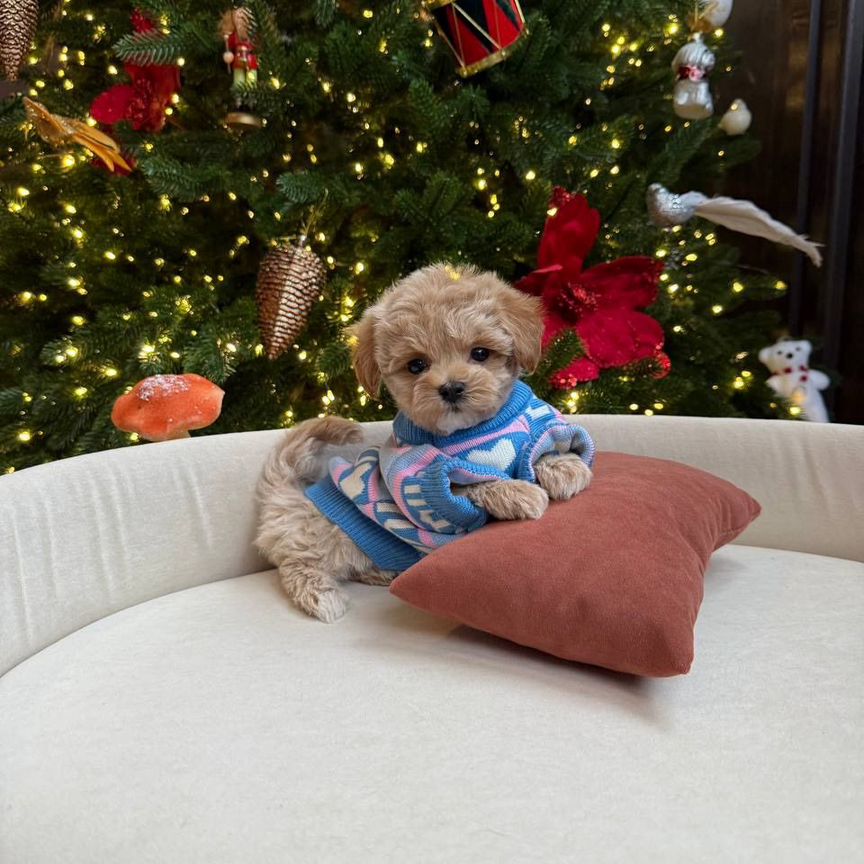 Мальтипу, щенок