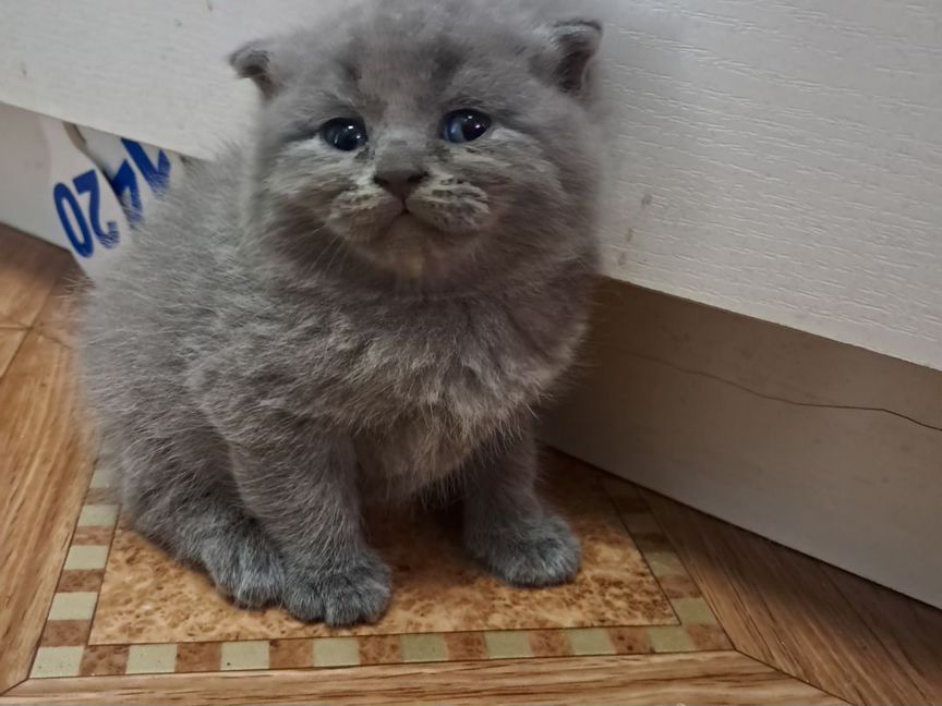 Вислоухие котятки