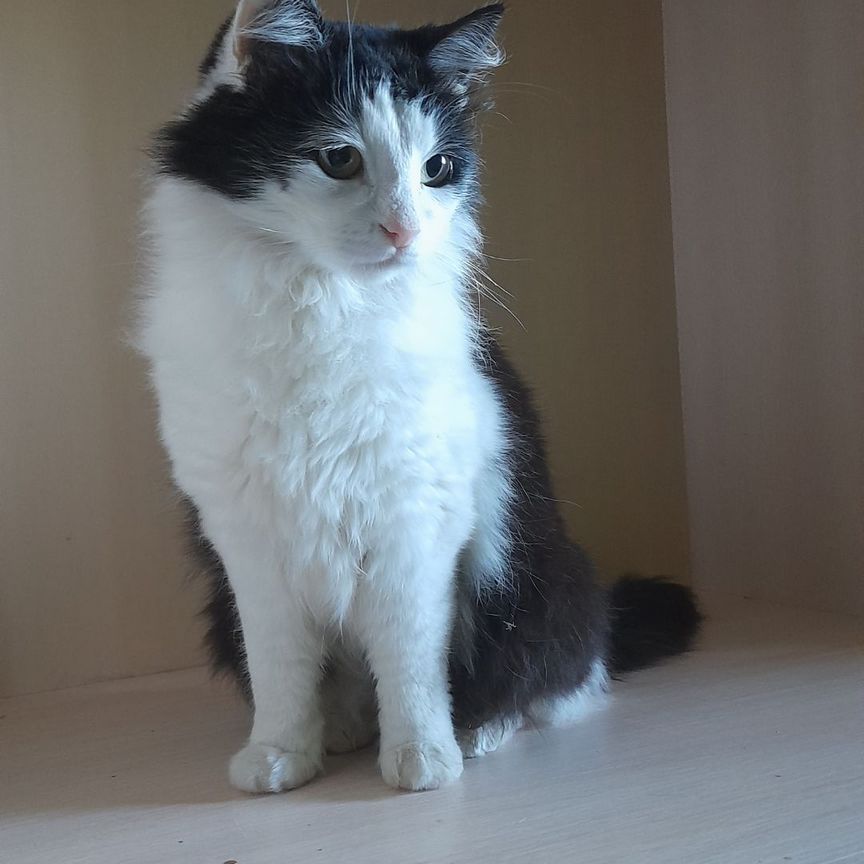 Кот в длбрые руки