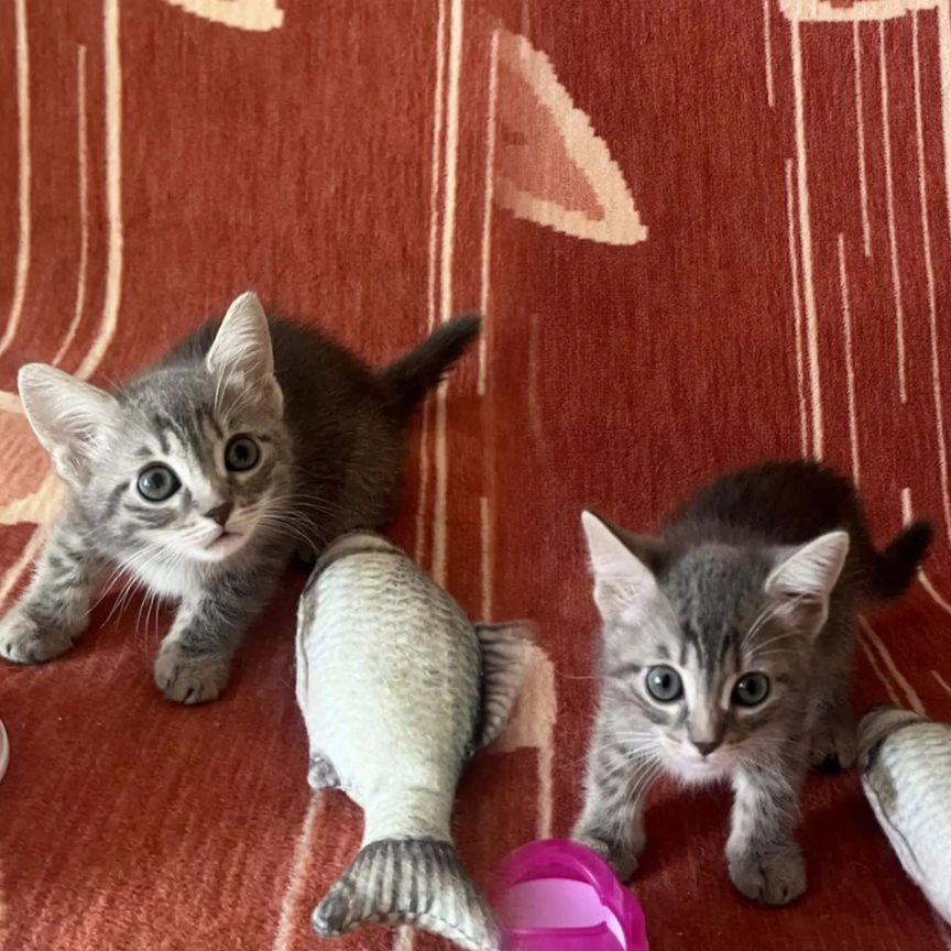 Котята девочки в добрые руки. Бесплатно