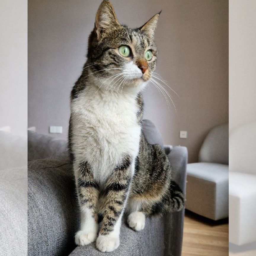 Взрослая, кошка в добрые руки