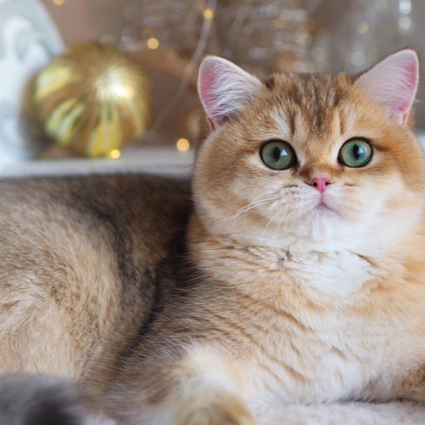 Золотая британская девочка