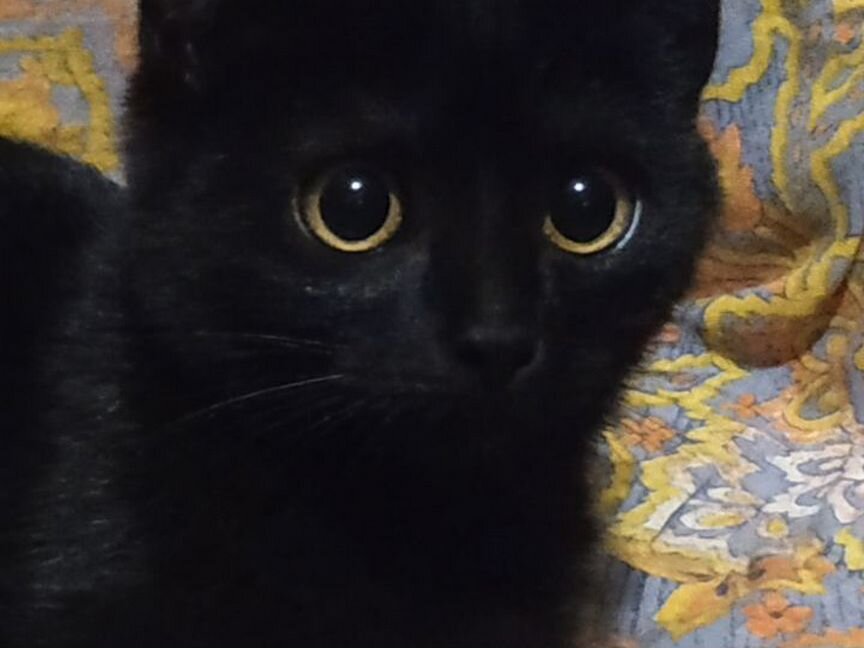 Котёнок, кошечка