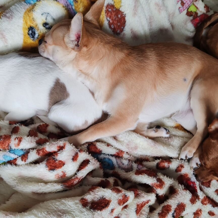 Чихуахуа кобель