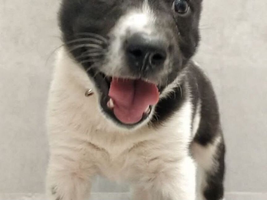 Крошечка-хаврошечкв Ева ждет хозяина