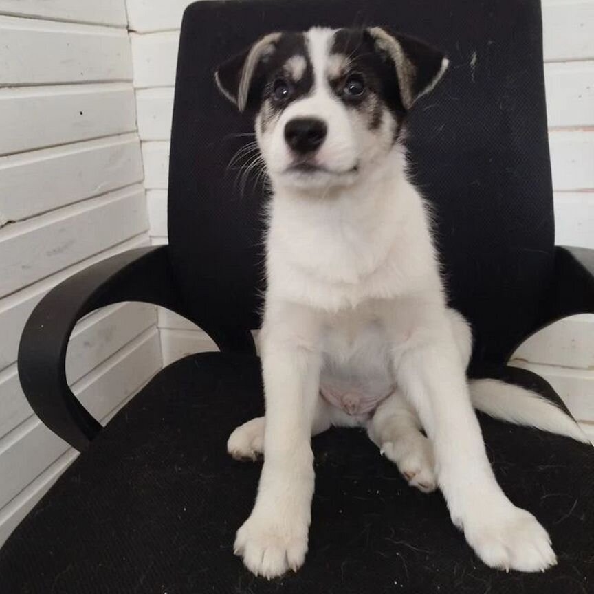 Щенок в добрые руки