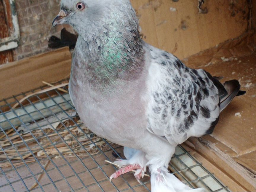 Голуби 2022 - 23 года