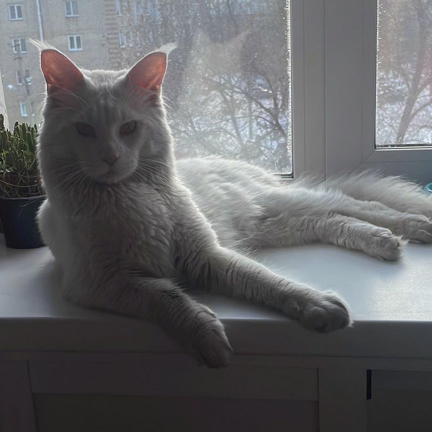 Мейн-кун, взрослый кот