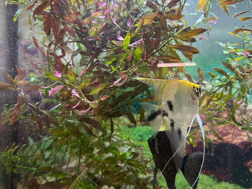 Растение аквариумное - Людвигия