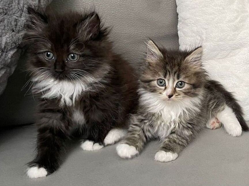 Котята