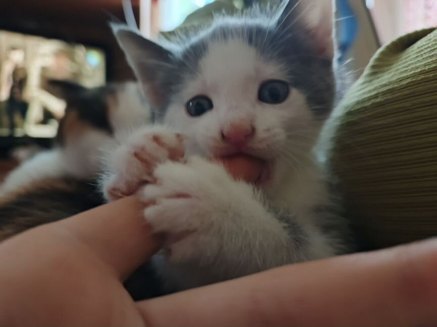 Котенок ищет дом