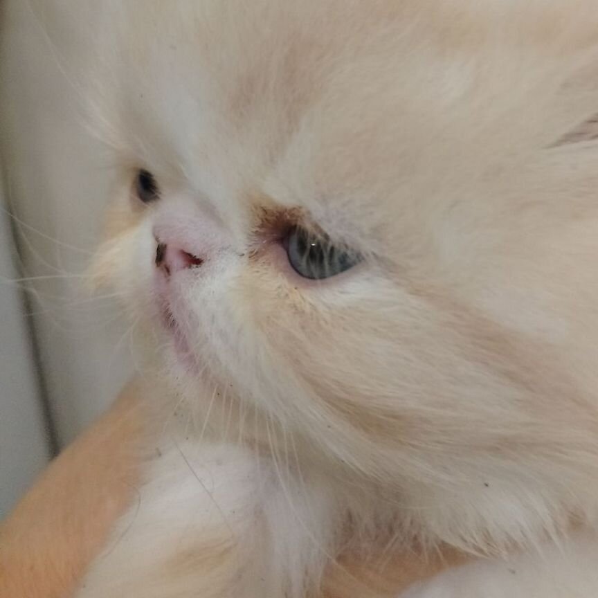 Экзотический котик