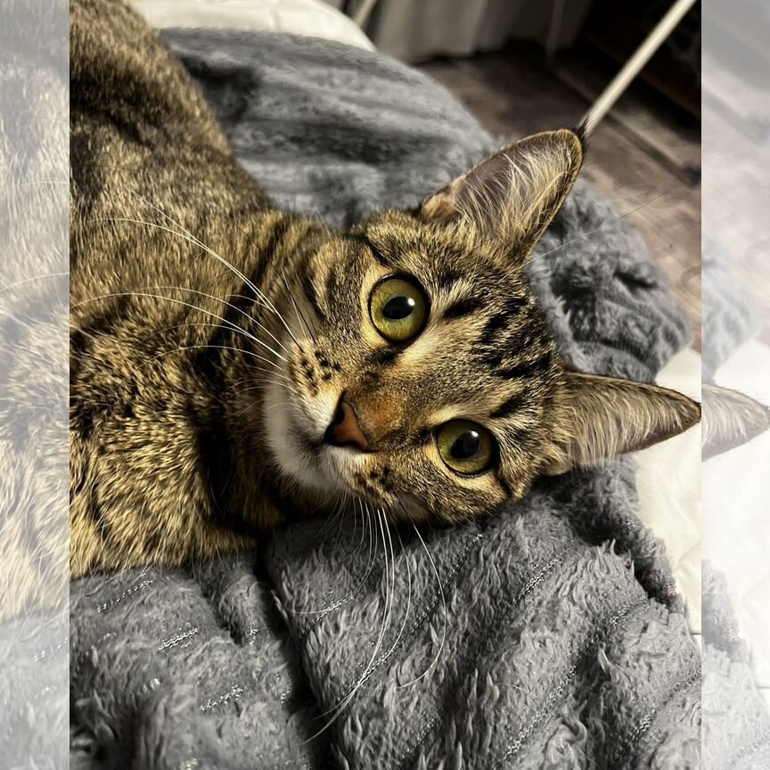 Взрослая кошка от частного владельца