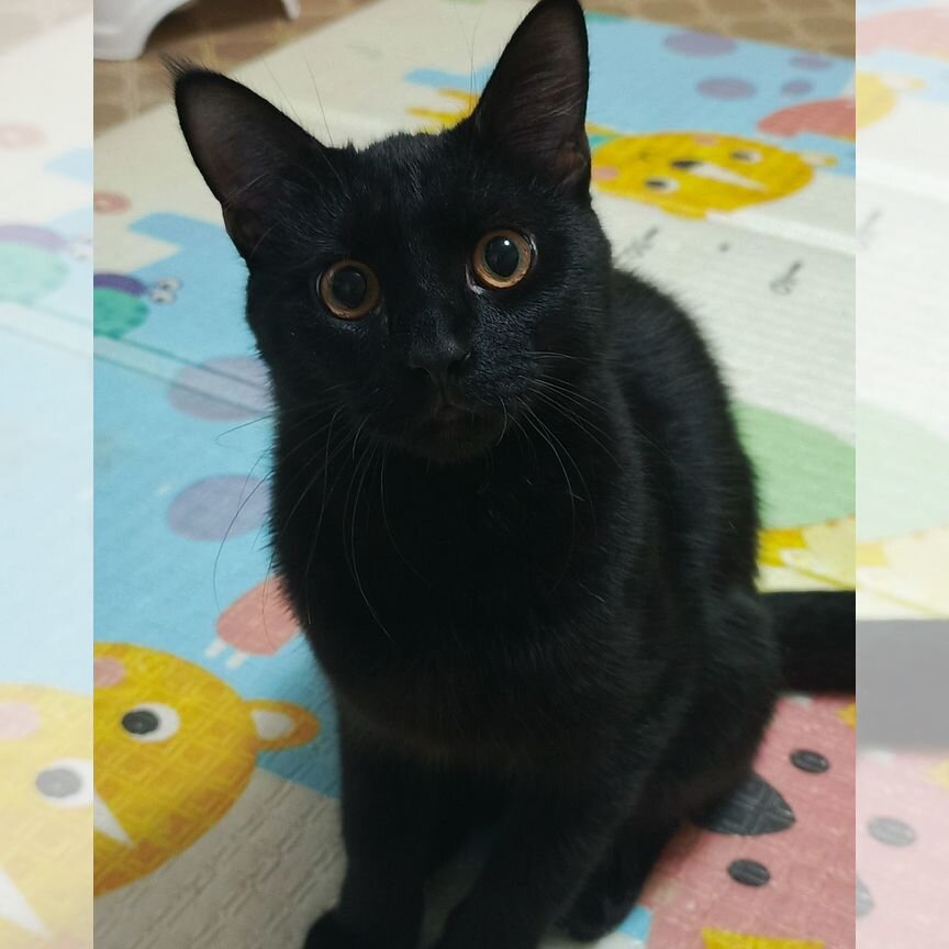 Отдаю котёнка помесь с мейкуном