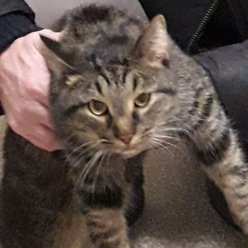 Нашелся кот