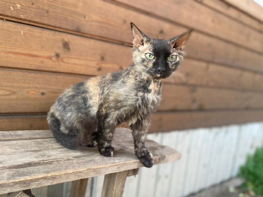 Кошка Донской сфинкс Браш в добрые руки