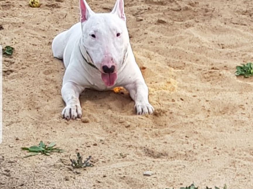 Миниатюрный бультерьер вязка