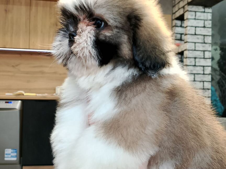 Ши-тцу девочка