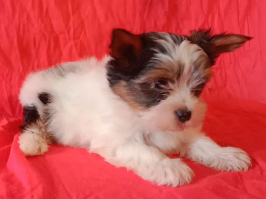 Бивер мальчишка