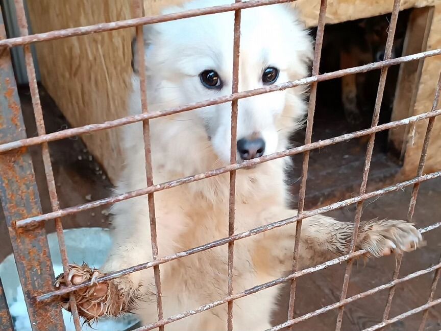 Небольшой шенок