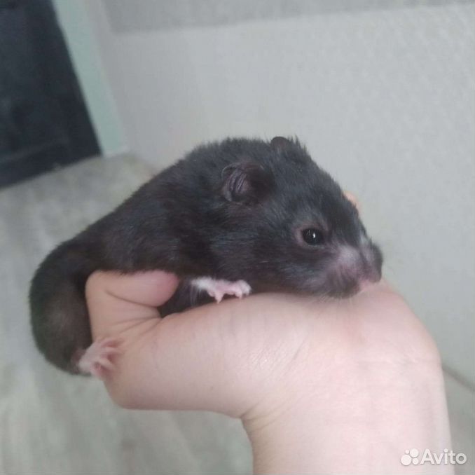 Сирийский хомяк девочка
