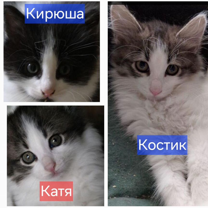 Котята пушистые пуховики 3мес хотят домой