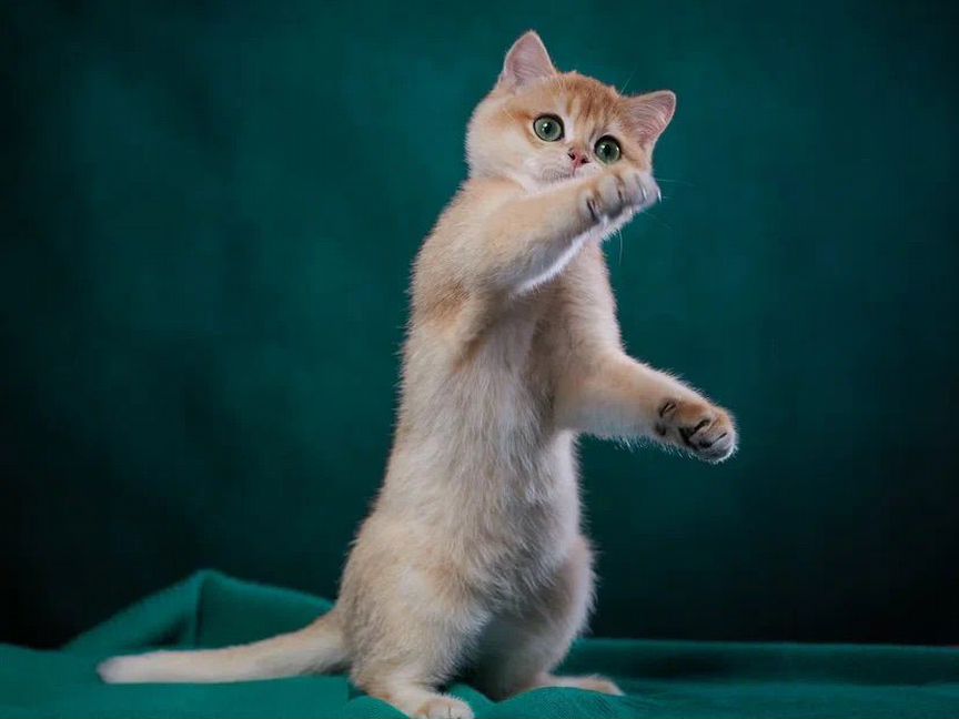 Британская кошка