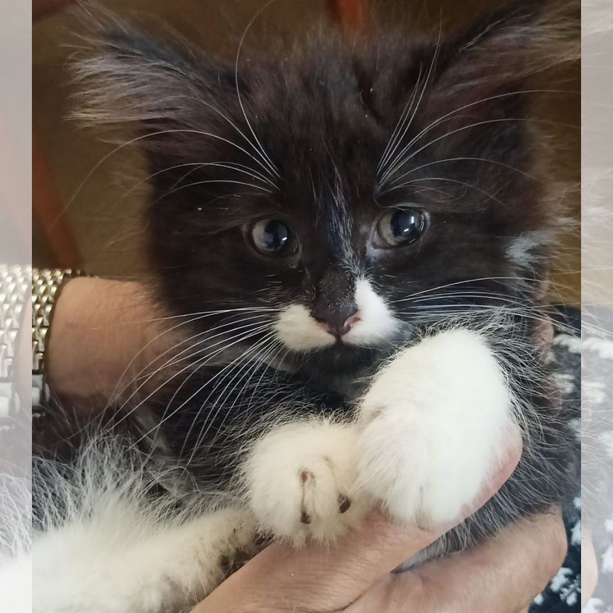 Двум чудесным котятам нужен дом