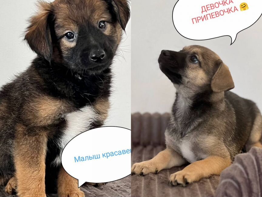 Малыши в добрые руки