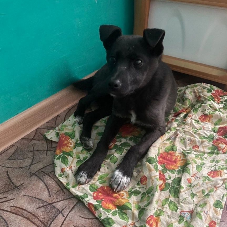 Отдам в добрые руки собачку