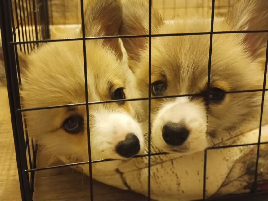 Щенки вельш-корги пемброк