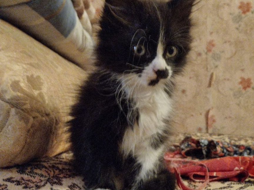 Котенок