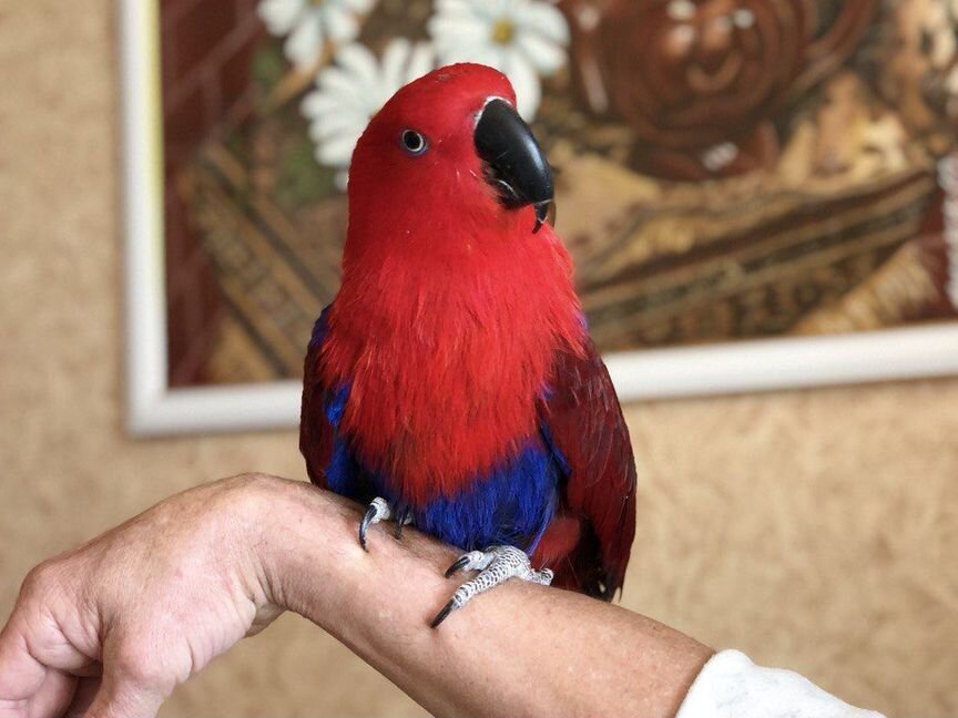 Попугаи эклектус