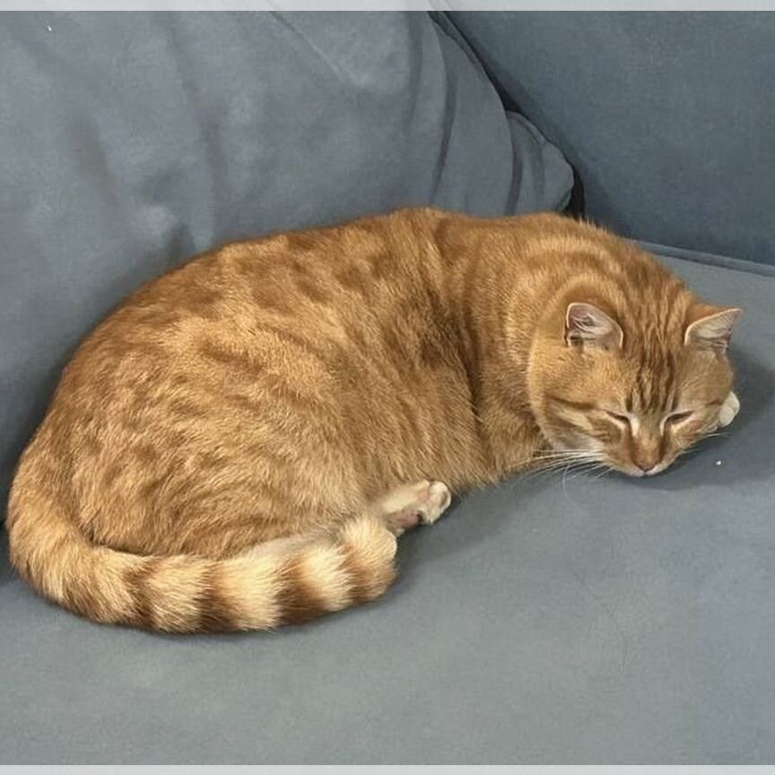 Рыжий котик бесплатно