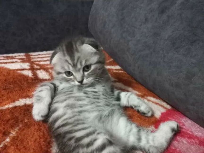 Шотландская