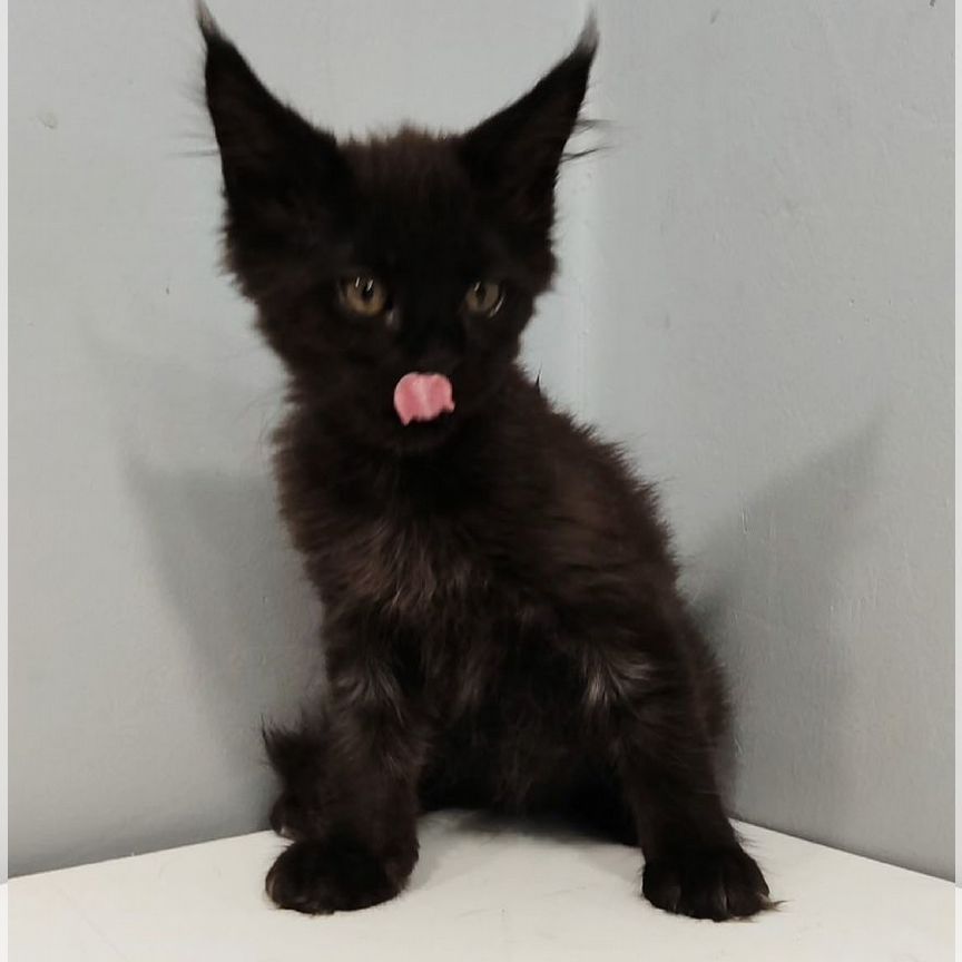 Мейн-кун котёнок