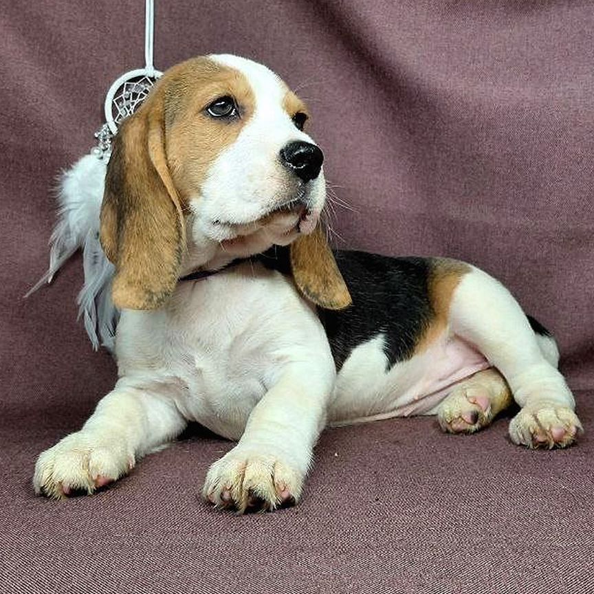 Бигль, щенок