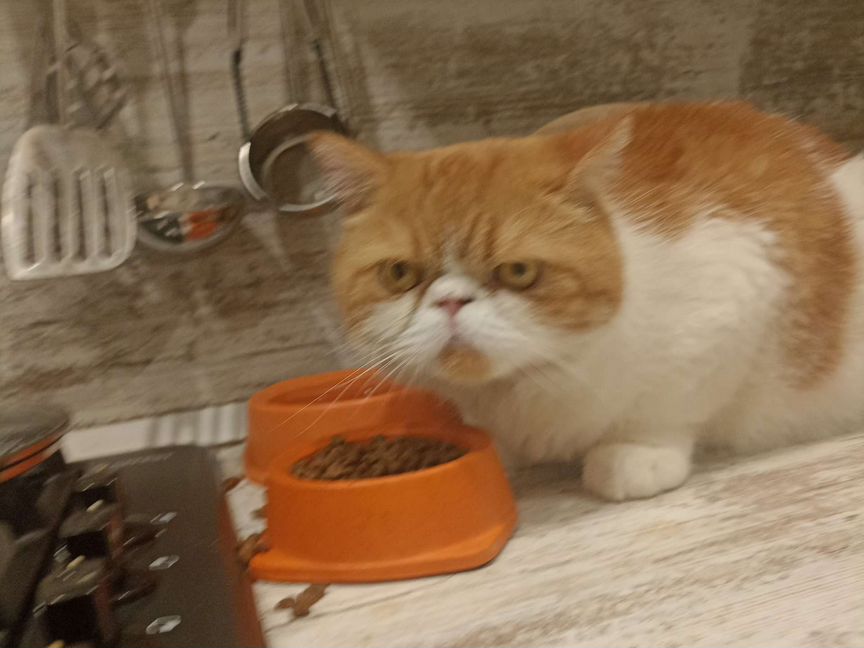 Экзотическая кошка