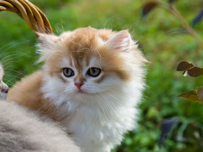 Чистое золото