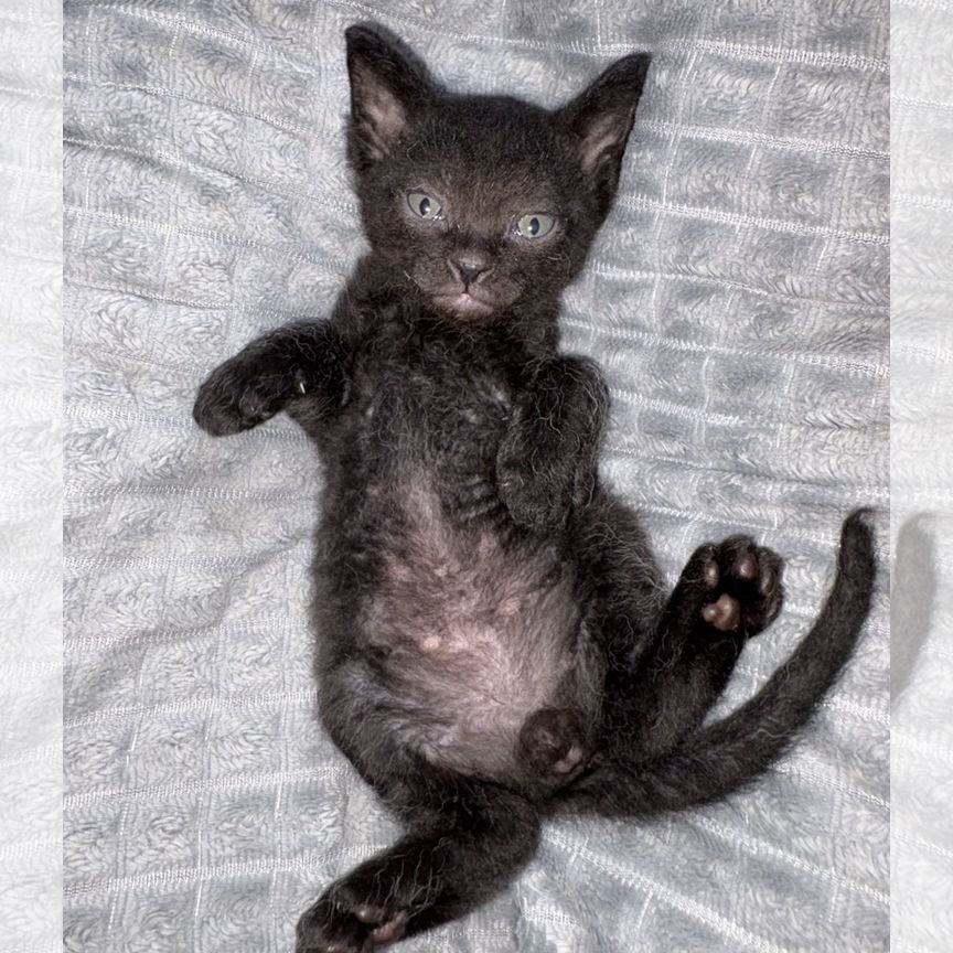 Британский длинношёрстный котёнок