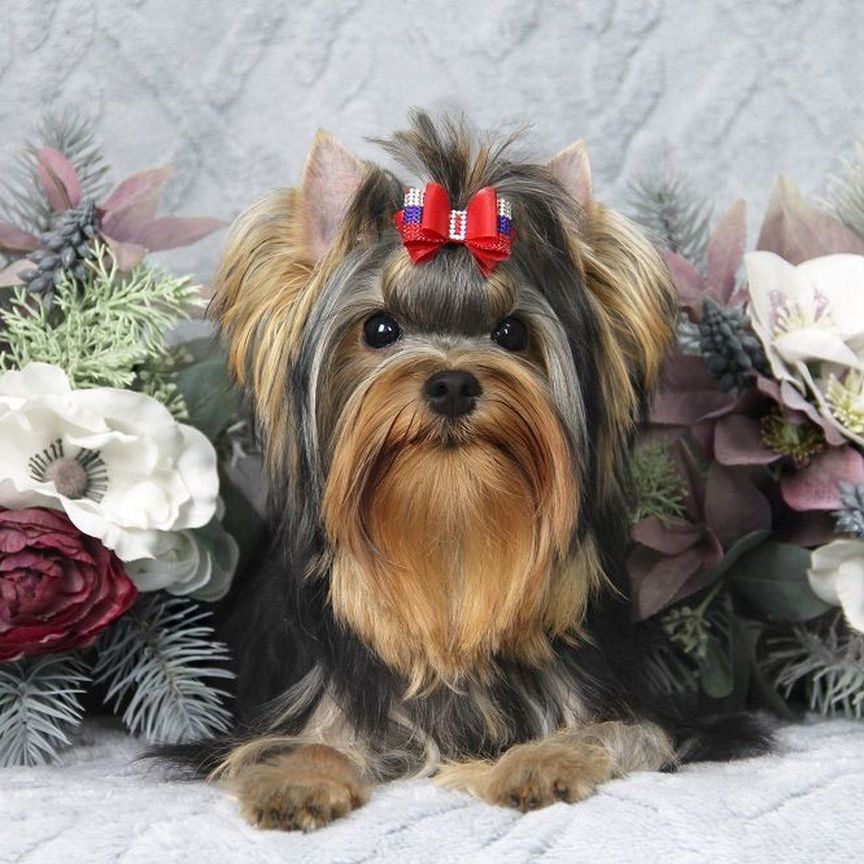 Йоркширский терьер, щенок