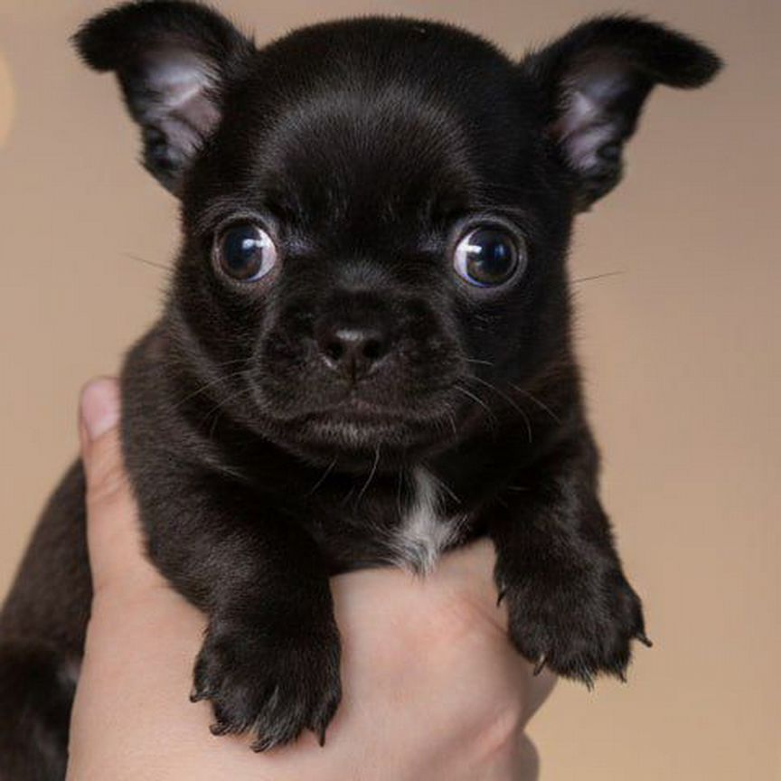 Чихуахуа, щенок