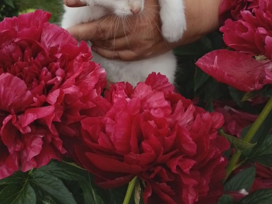 Кошка белая котенок