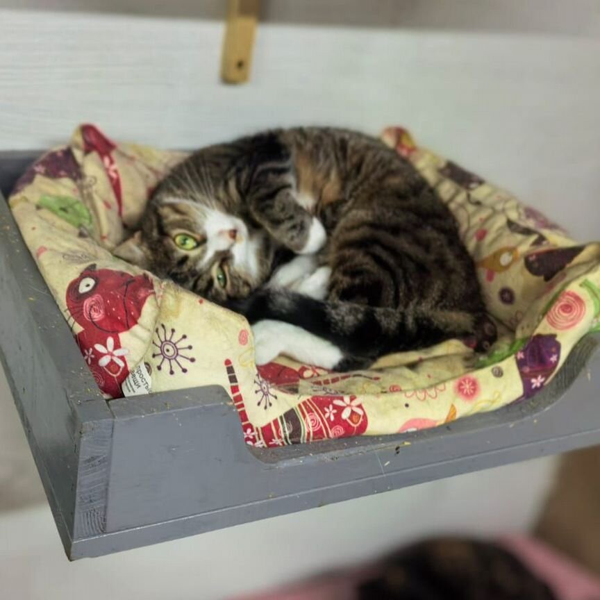 Взрослая кошка в добрые руки