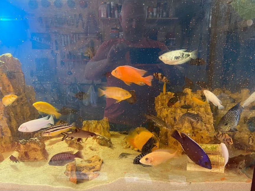 Рыбы цихлиды разные