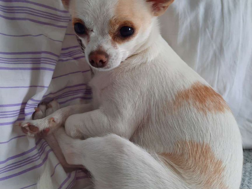 Вязка чихуахуа девочка